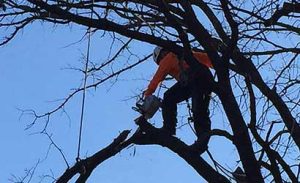 Tree Trimming | Southwest Tree Service Professionals